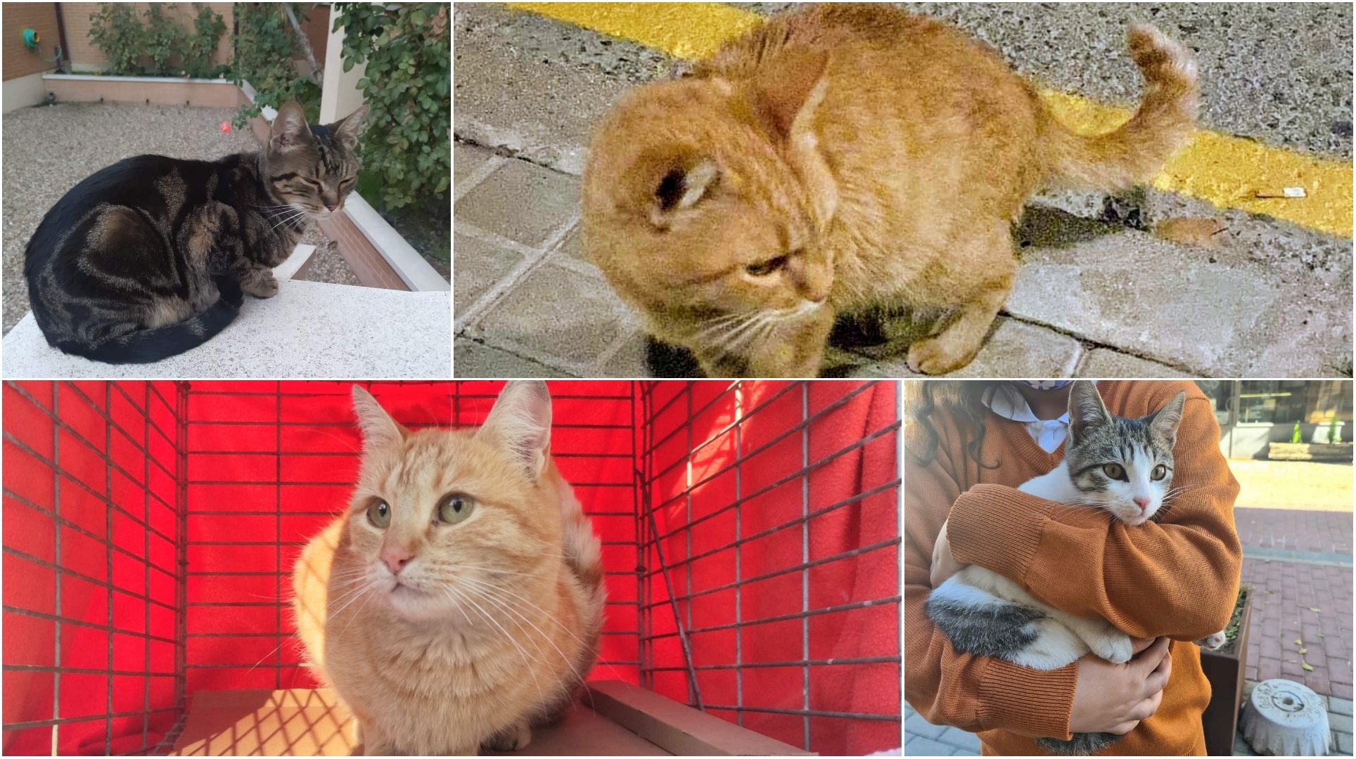 Encontrados varios gatos: ¿extraviados, abandonados? – Bienestar Animal SLN