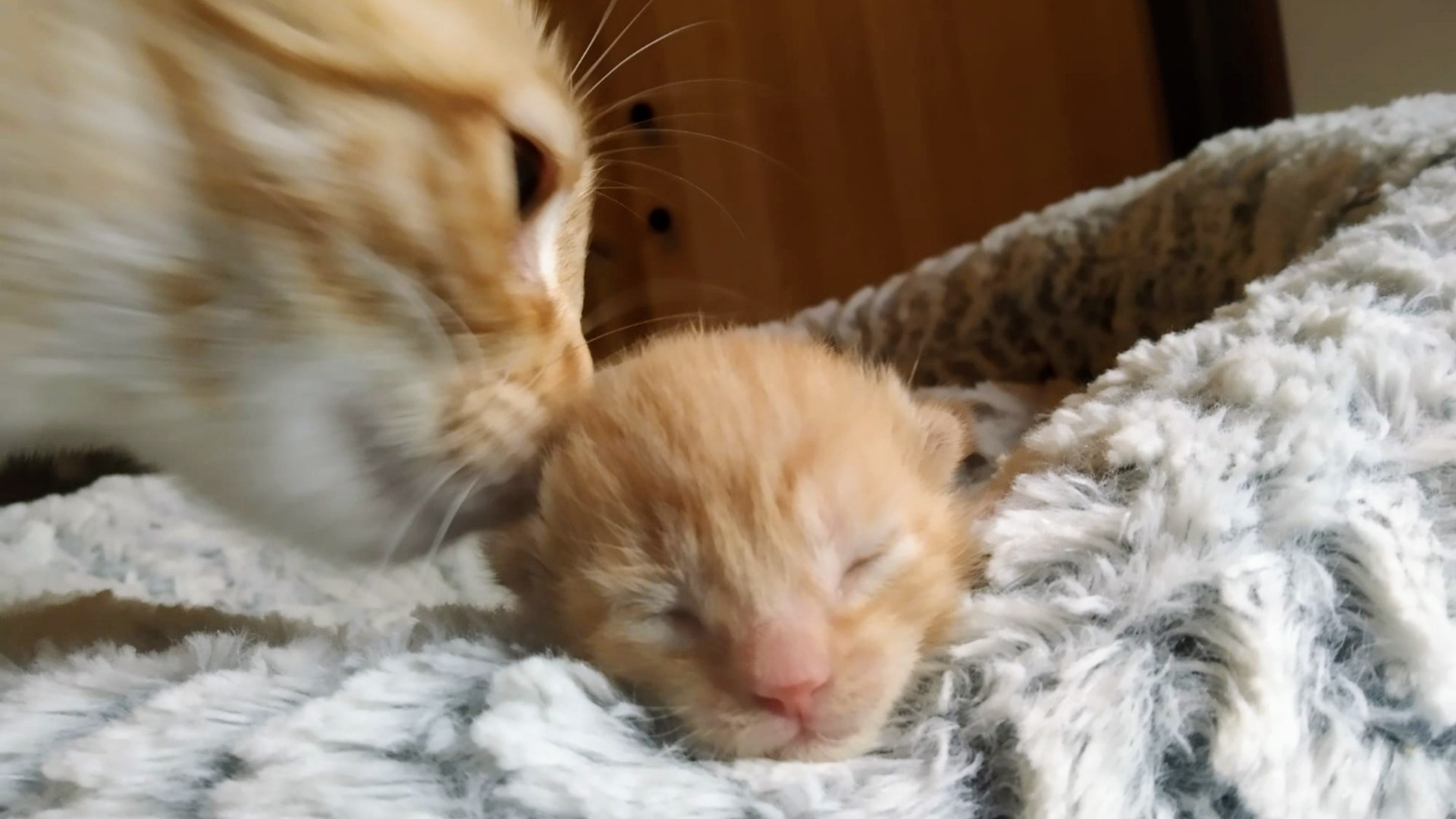 Arlene y sus bebés – En adopción – Bienestar Animal SLN