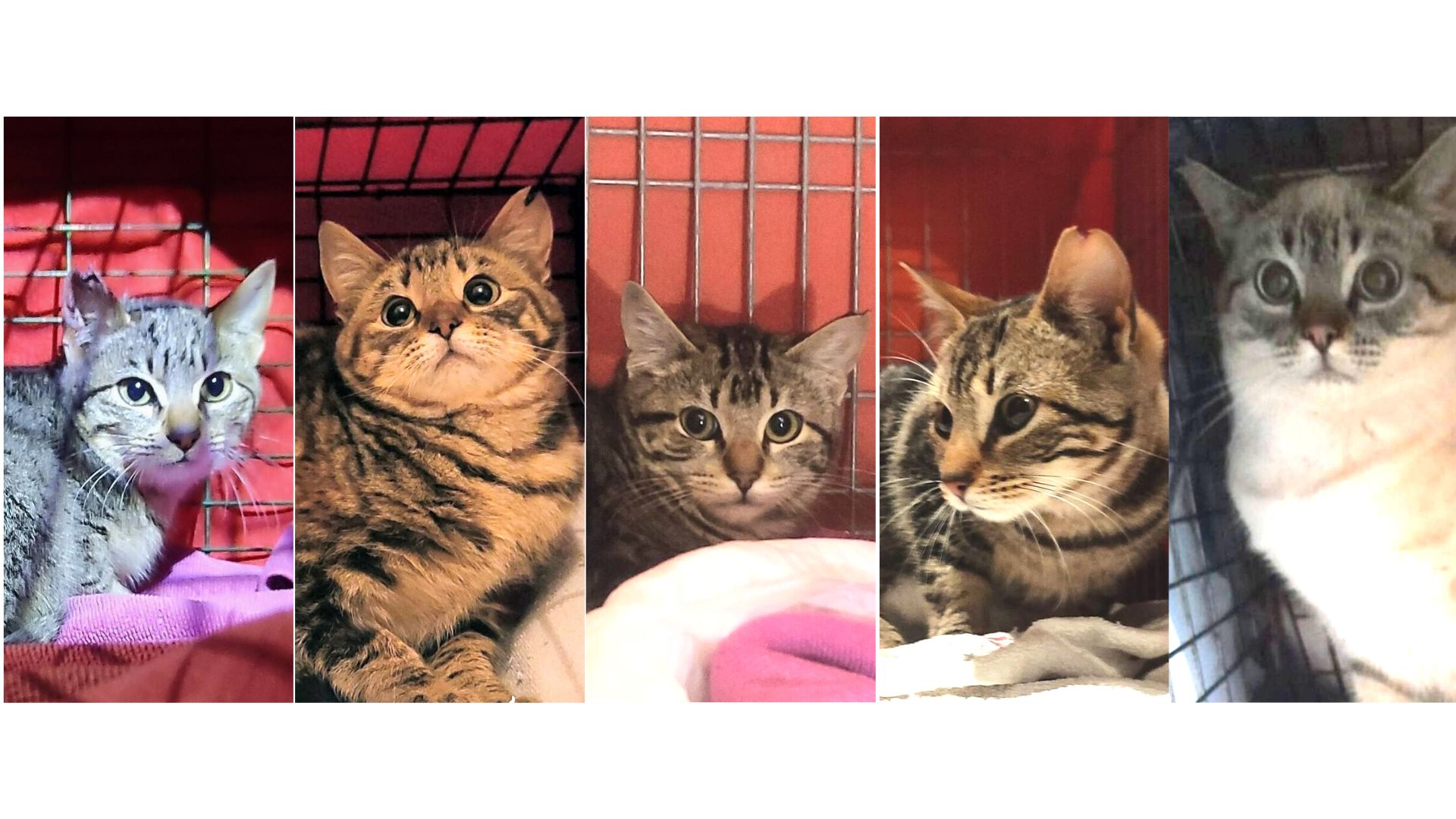 Campaña de control de colonias felinas – Bienestar Animal SLN