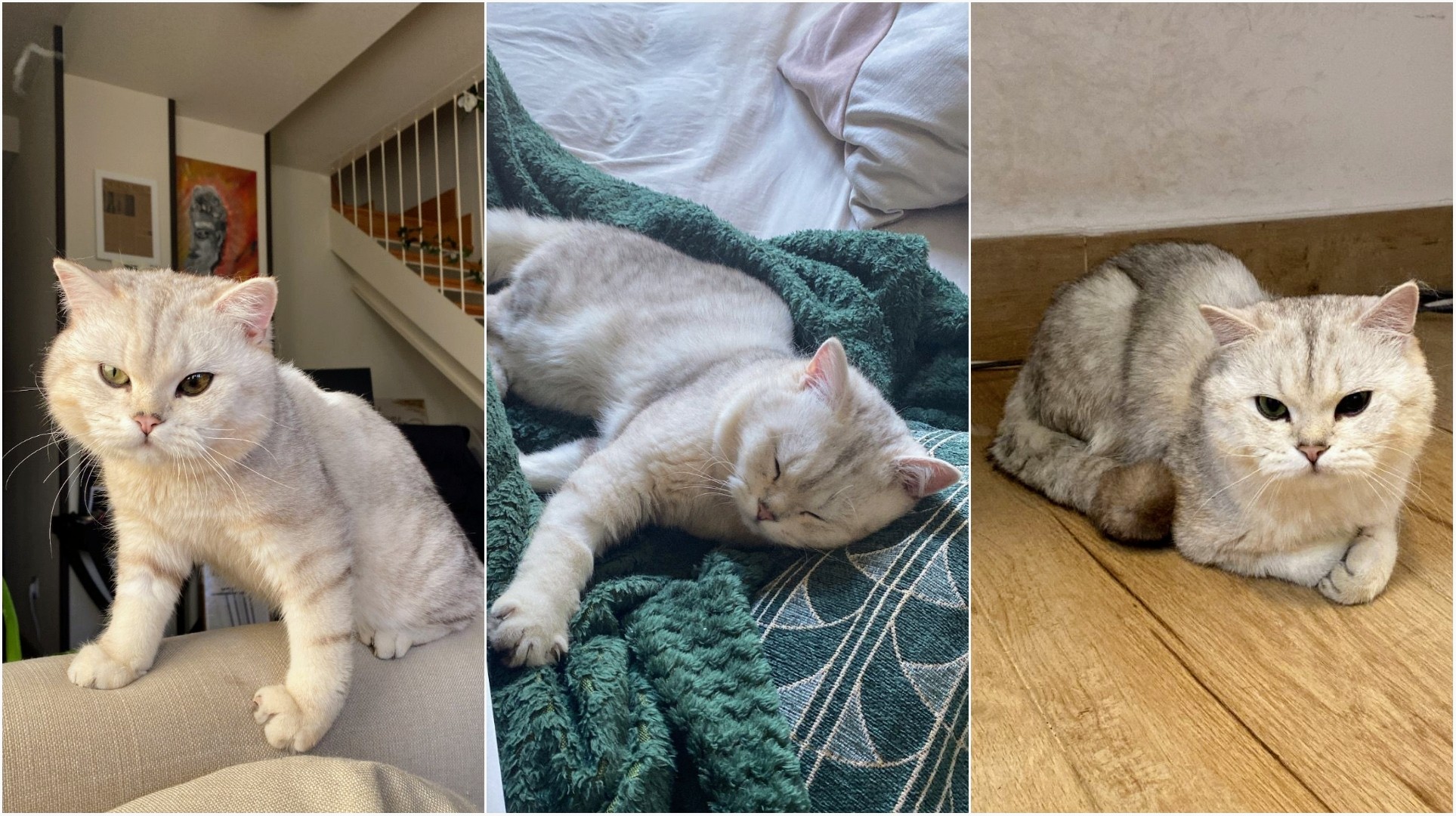 Conoce la historia de Yuki y colabora – Bienestar Animal SLN