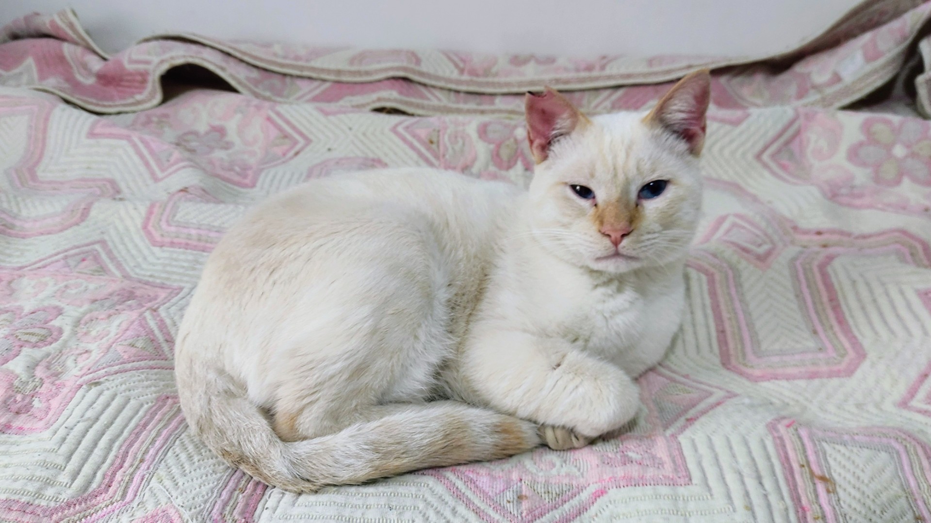 Abe – Bienestar Animal SLN